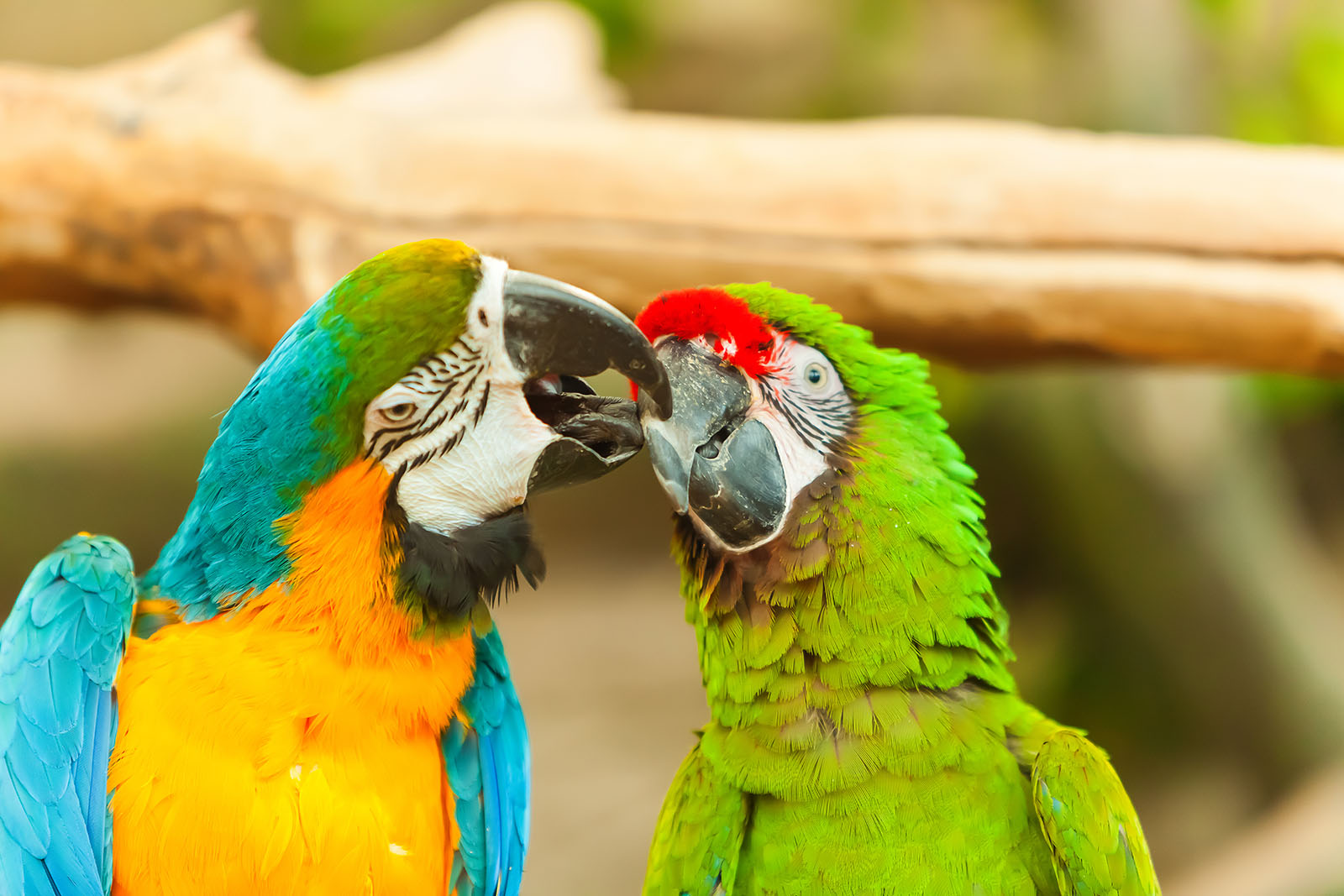 Psittacose, weet jij wat dat is? - Uitgelicht