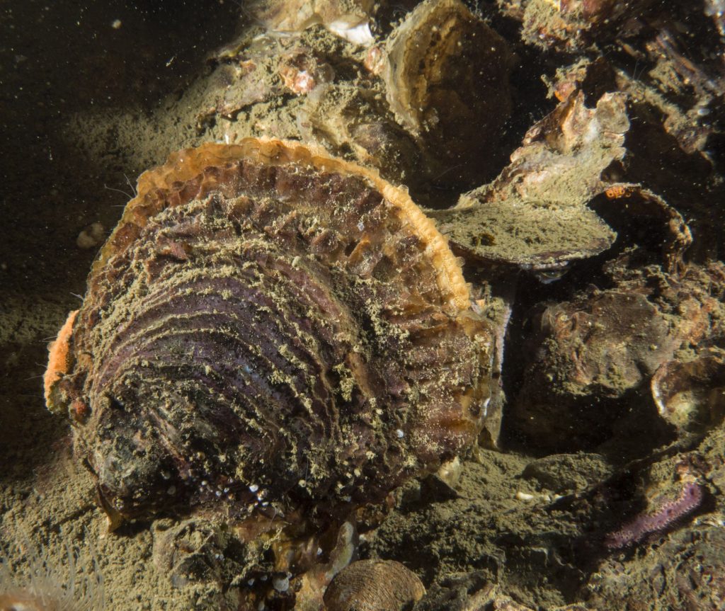 Platte oesters terug in de Noordzee - Uitgelicht